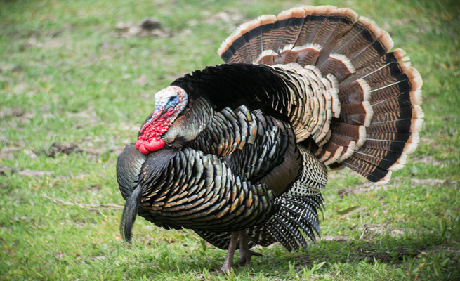 turkey-bird | My Zimbabwe News