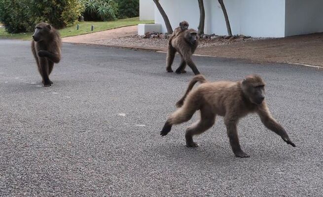 baboons-town | My Zimbabwe News