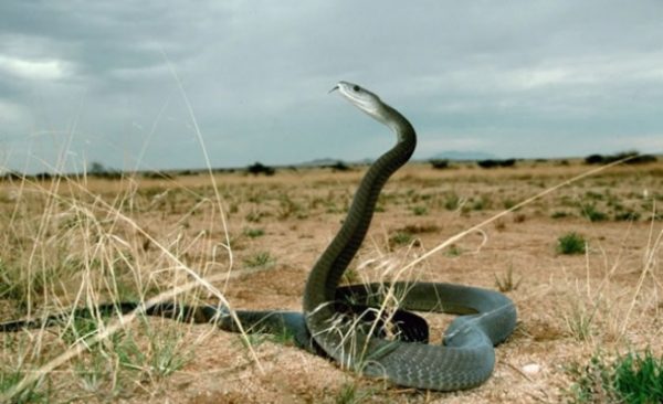 Man bitten by deadly black mamba snake while on way to prayers! | My ...