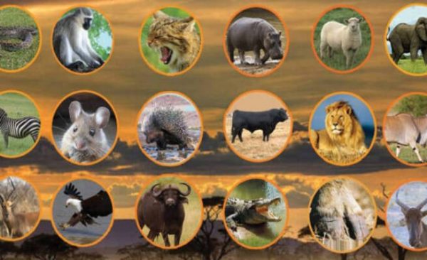 The origin of totems in Africa – Mhofu, Mbizi, Shumba, Nyati, Hungwe ...