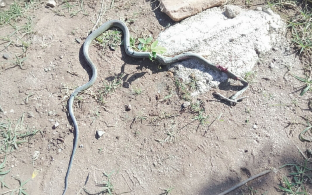 Bulawayo prophet uses stage-managed snakes ‘miracle’ to defraud Bank ...